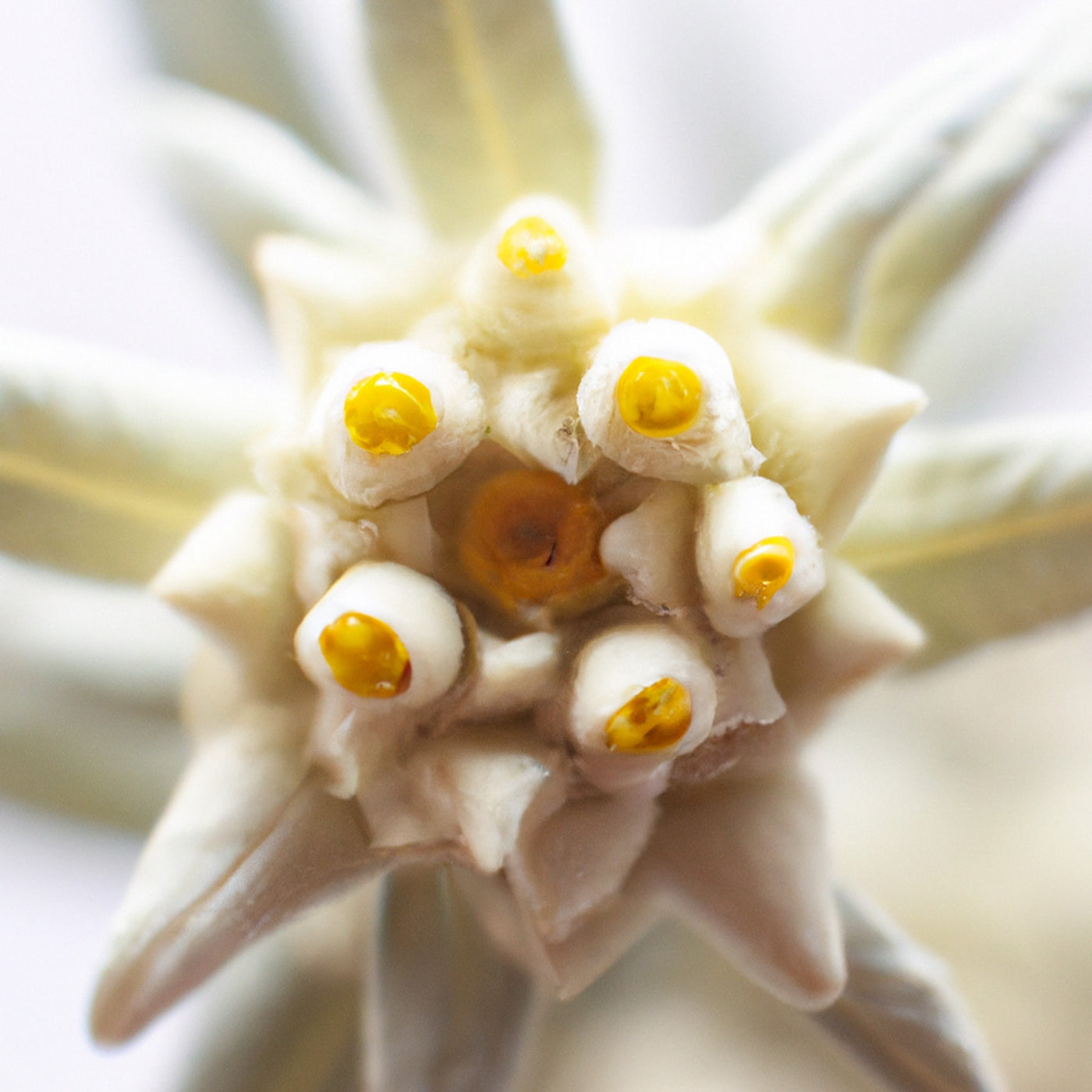 Intense Repair Eye Cream • Edelweiss Extrême® • Peptides + Carnosine ...